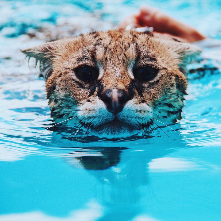 Stryker The Cat - @strykerthecat TikTok Analytics | Profile, videos ...